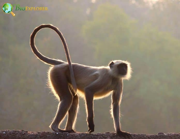 Langurs | Types of Langurs | Characteristics & Diet | BioExplorer