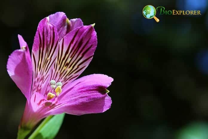 Alstroemeria Flower | Lily of the Incas | Peruvian Lily | BioExplorer.net