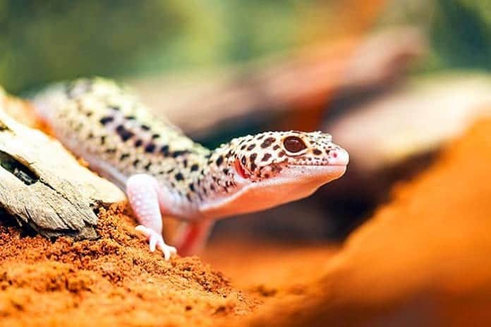 Leopard Gecko | Lifespan, Diet, Reproduction & Ecological Importance
