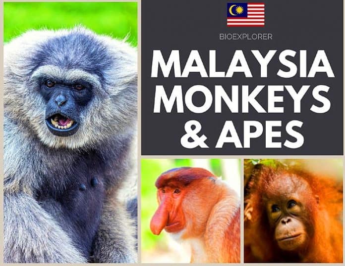 Malaysian Monkeys | Monkeys of Malaysia | BioExplorer