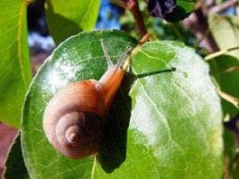 What Do Snails Eat? | Diet By Snail Types | What Eats Snails?