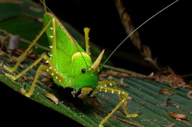 Top 7 Tropical Rainforest Animal Adaptations | Biology Explorer