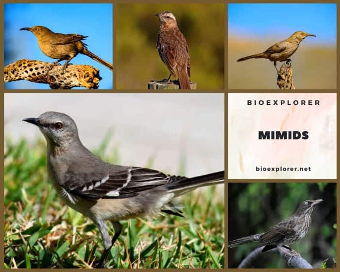Mimids | Mimicry Birds | Mimidae | Mockingbirds | Thrashers & More