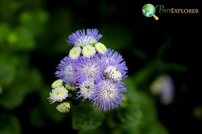 Ageratum Flower | Blue Mink Flower | Silk Flower | Pom-Pom Flower