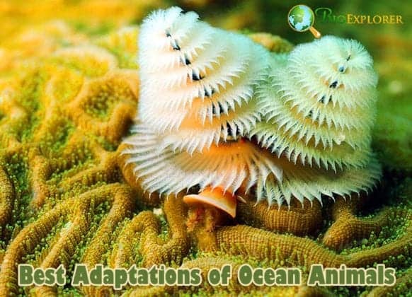Explore 15 Remarkable Adaptations of Ocean Inhabitants