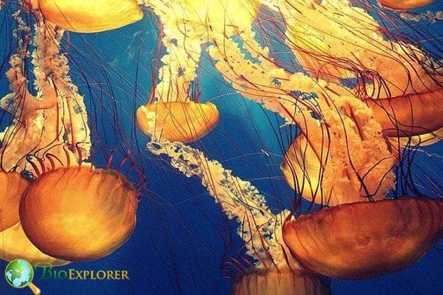 Explore 15 Remarkable Adaptations of Ocean Inhabitants