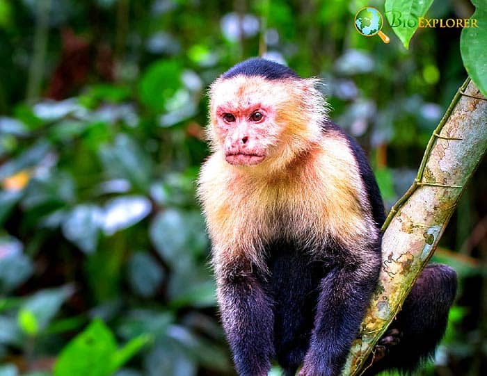Omnivorous Monkeys | Types of Omnivore Monkeys | BioExplorer
