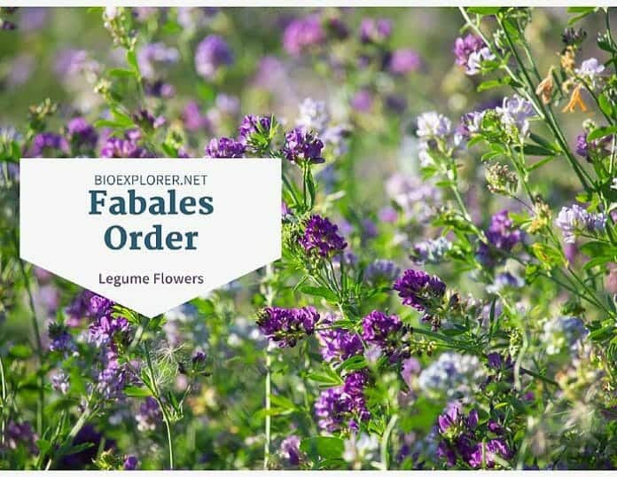 Order Fabales Characteristics | Distribution | Species | BioExplorer.net
