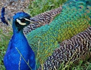 What Do Peacocks Eat? | Peacocks Diet By Types | BioExplorer