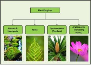 Classification of Plants | 4 Main Types of Plants | BioExplorer