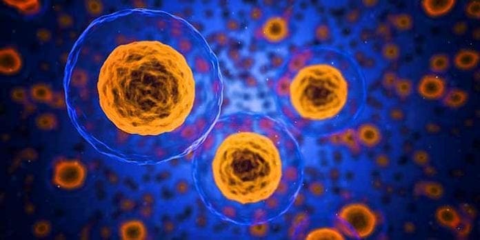 Top 17 Stem Cell Research Pros and Cons | BioExplorer.Net