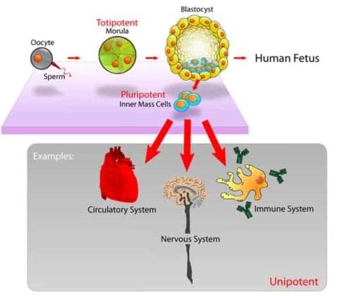 Top 17 Stem Cell Research Pros and Cons | BioExplorer.Net