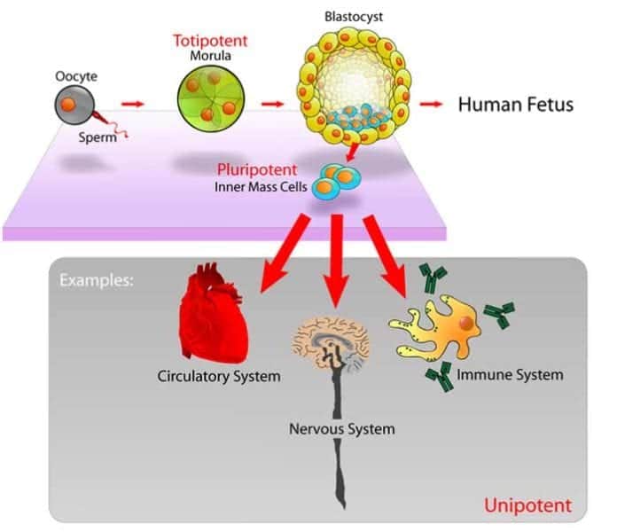 Top 17 Stem Cell Research Pros and Cons | BioExplorer.Net