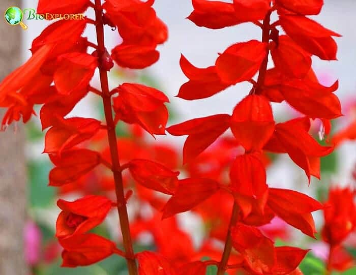 Cardinal Flower | Bell-shaped Red Flower | Lobelia Flower | BioExplorer