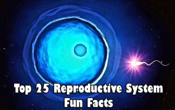Top 25 Reproductive System Fun Facts (Updated 2023) | BioExplorer