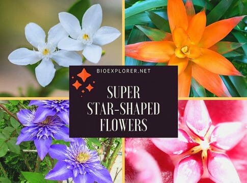 Welcome To Biology Explorer | Biology News | BioExplorer.net