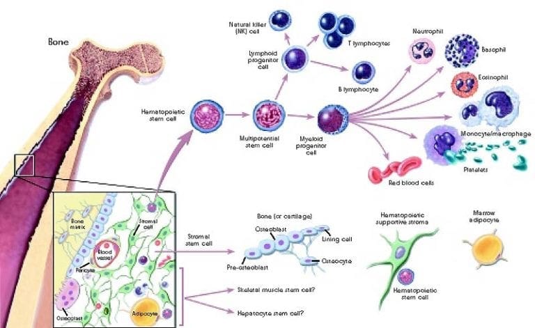 Where Do Stem Cells Come From? | Types of Stem Cells | BioExplorer.Net