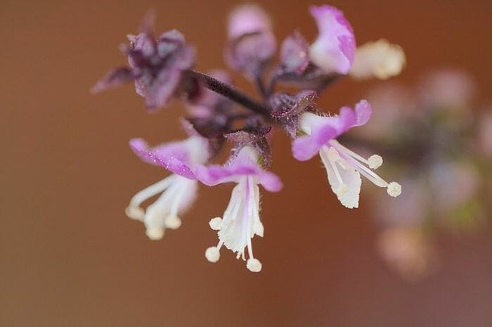Basil Flower | Ocimum basilicum | Perennial Herb | BioExplorer