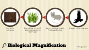 Biological Magnification | Definition, Examples, Causes & Effects