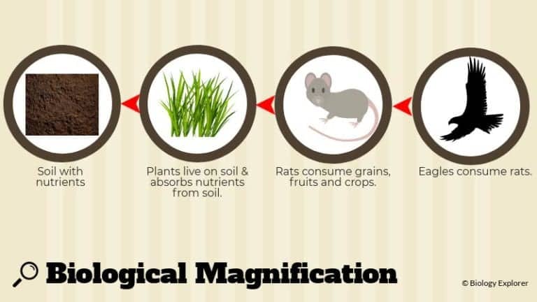 Biological Magnification | Definition, Examples, Causes & Effects
