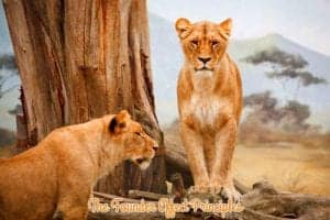 Founder Effect Principles, History & Examples | Bottleneck Effects