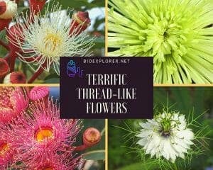 30+ Thread-Like Flowers | Flowers That Resemble Threads | BioExplorer