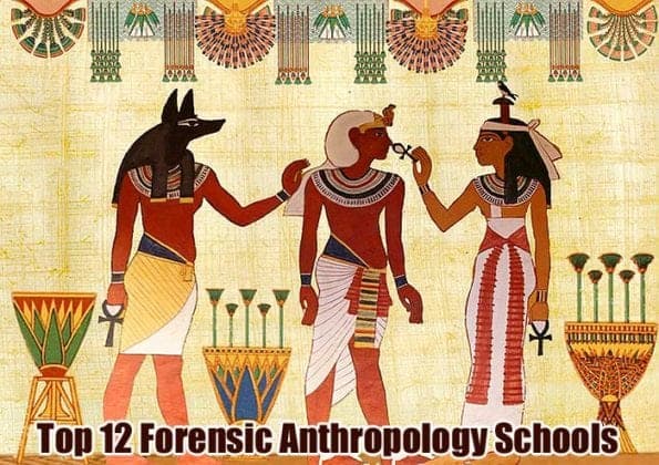 Top 12 Forensic Anthropology Schools In the USA | Biology Explorer