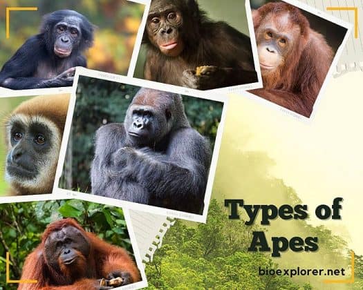 Types of Apes | Gibbons | Gorillas | Orangutans | Chimp | Bonobos