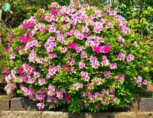 Azalea Flowers | 29 Types of Azaleas | Plant Care | Pictures