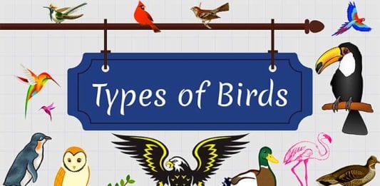 Types of Birds | 40 Different Kinds of Birds | Orders of Bird Species
