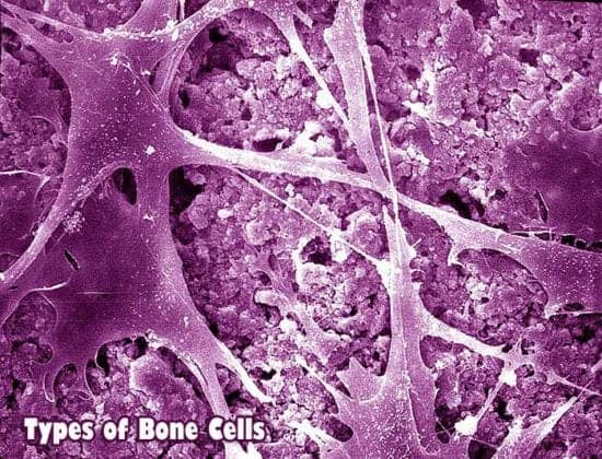 Types of Bone Cells | Osteoclasts, Osteoblasts, & Osteocytes