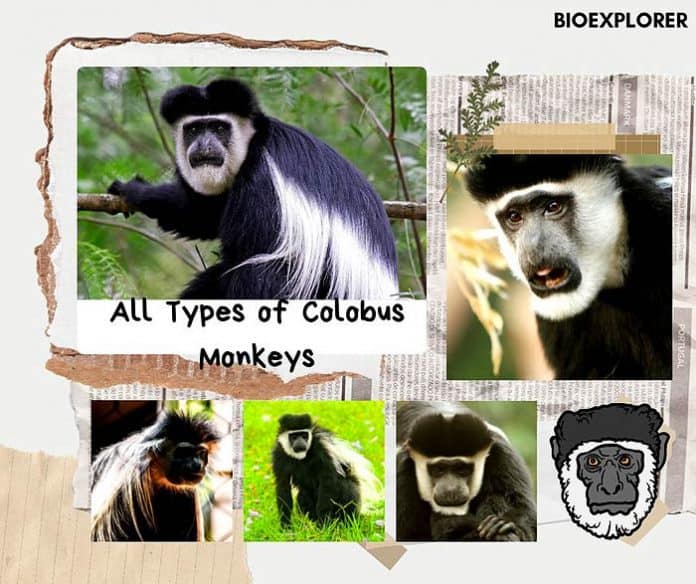 Colobus Monkeys | Types of Red Colobus Monkeys | BioExplorer