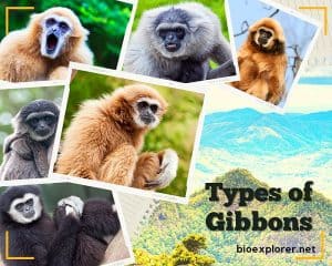 Types of Gibbons | Lesser Apes | Gibbon Species | BioExplorer