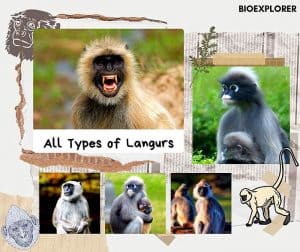 Langurs | Types of Langurs | Characteristics & Diet | BioExplorer