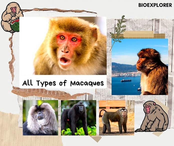 Macaques | Types of Macaques | Facts and Diets | BioExplorer