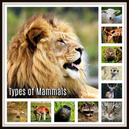 Types of Mammals | Placental, Marsupial & Monotremes | Mammals