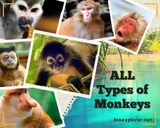 334 Types of Monkeys | Old-World Monkeys & New-World Monkeys