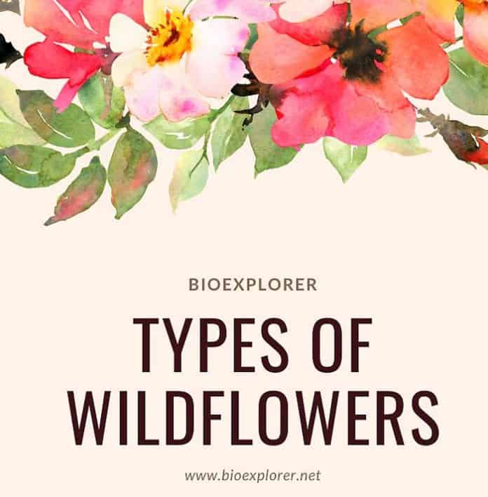Top 25+ Types of Wildflowers | BioExplorer.net