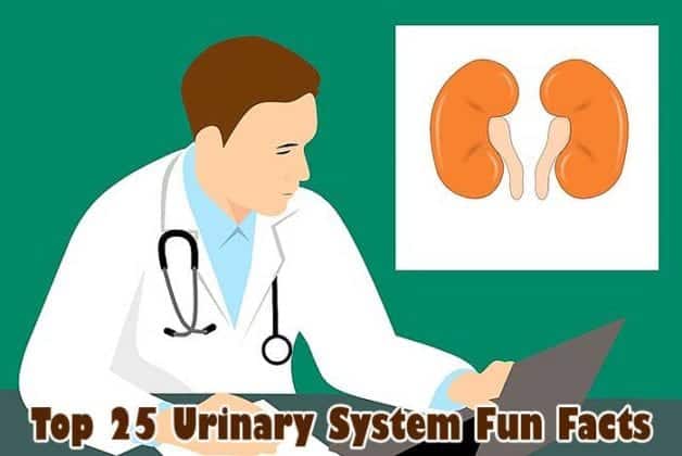 Top 25 Urinary System Fun Facts (Updated 2023) | BioExplorer