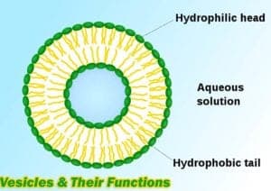 Vesicle Functions | Types of Vesicles | 9 Major Functions of Vesicles