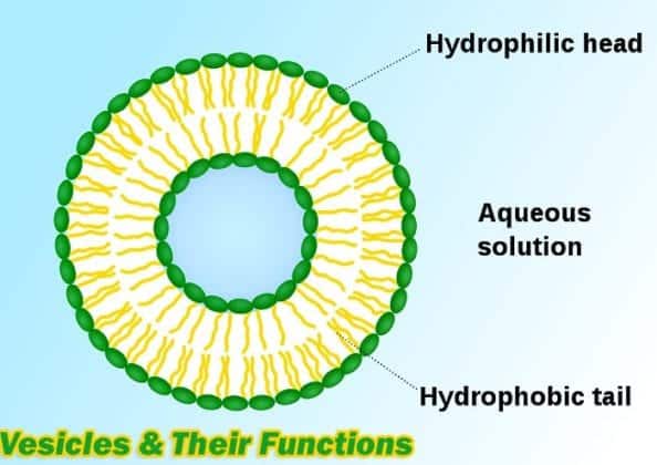 Vesicle Functions | Types of Vesicles | 9 Major Functions of Vesicles