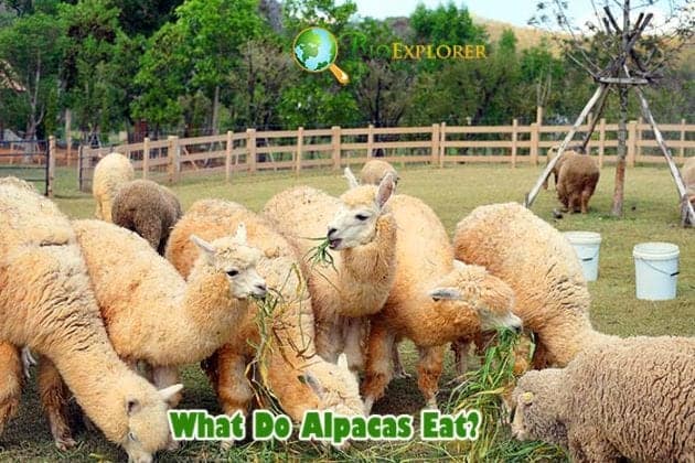 What Do Alpacas Eat? | Alpacas Diet By Types | Biology Explorer