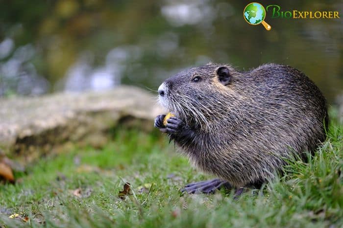 What Do Beavers Eat? | Beavers Diet By Types | BioExplorer.net