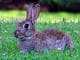 What Do Wild Rabbits Eat? | Types of Wild Rabbits & Their Diets