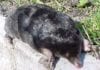 What Do Moles Eat? | Types of Moles | What Eats Moles? | BioExplorer