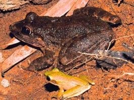 What Do Frogs Eat? | Explore Frog Diets By Types | Biology Explorer