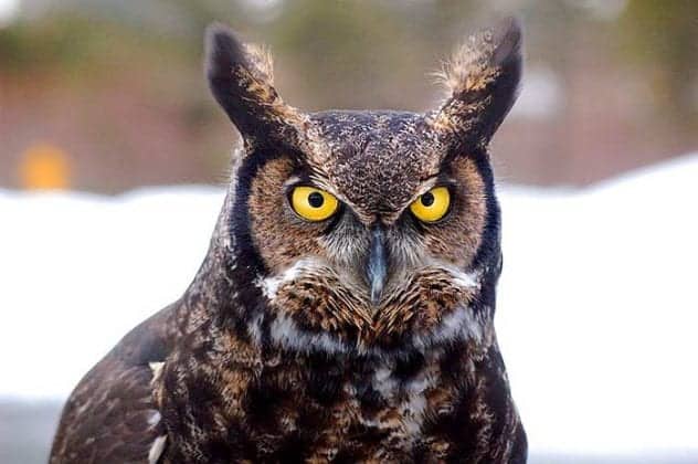 What Do Owls Eat? Owls Diet By Types | What Eats Owls? | BioExplorer