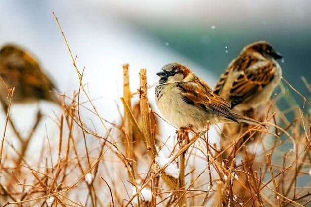What Do Sparrows Eat? | Sparrows Diet By Types | What Eats Sparrows?