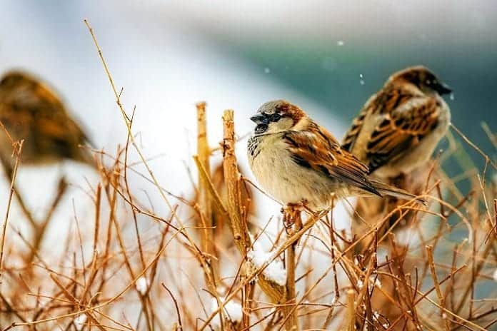 What Do Sparrows Eat? | Sparrows Diet By Types | What Eats Sparrows?