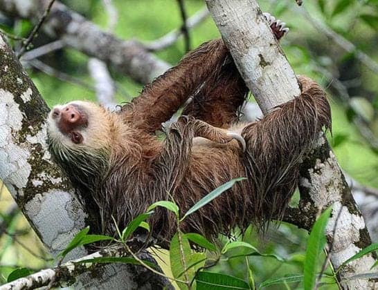 What Do Sloths Eat? | Sloths Diet By Types | What Eats Soths?
